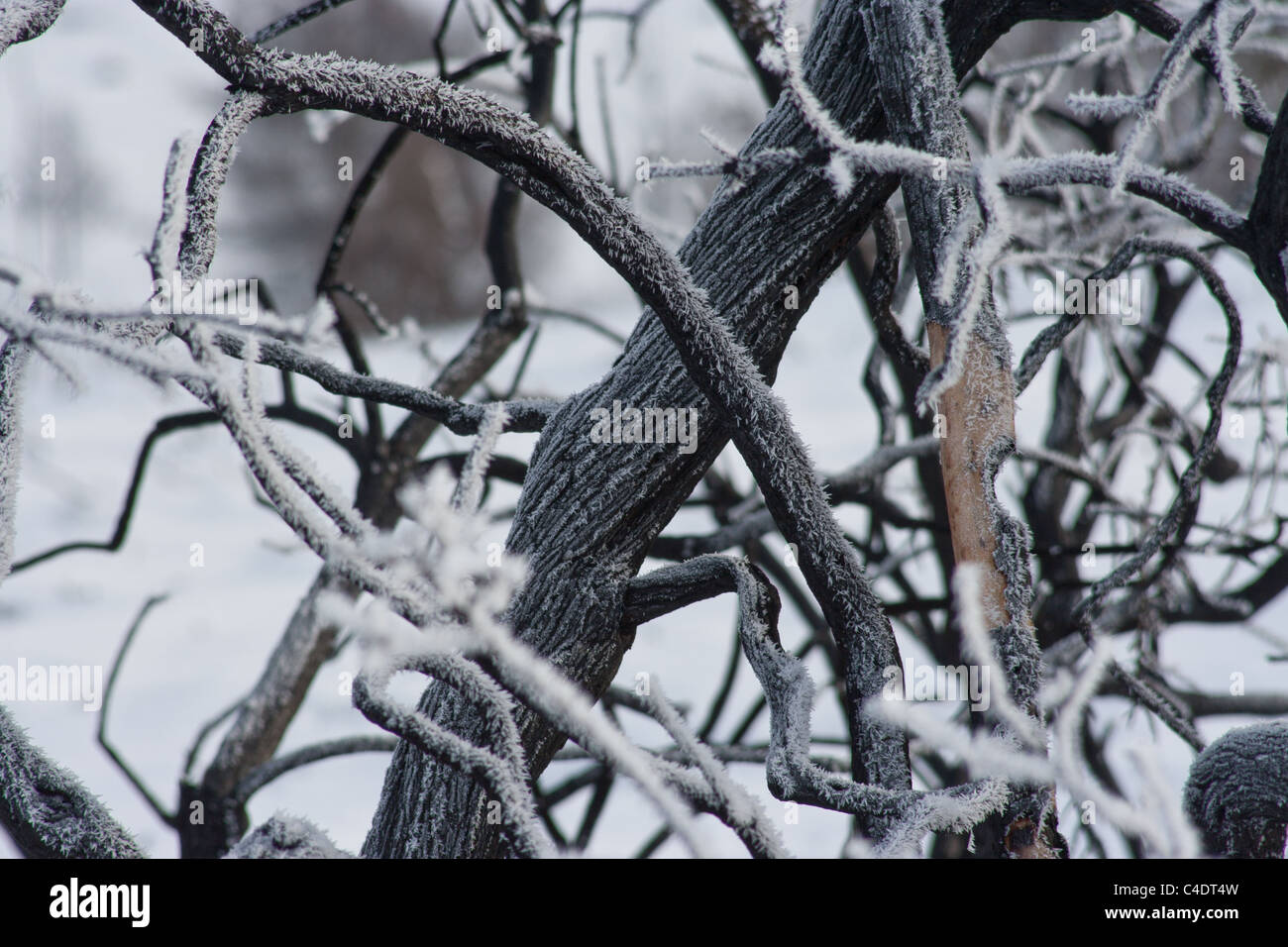 frost covered branches Stock Photo - Alamy