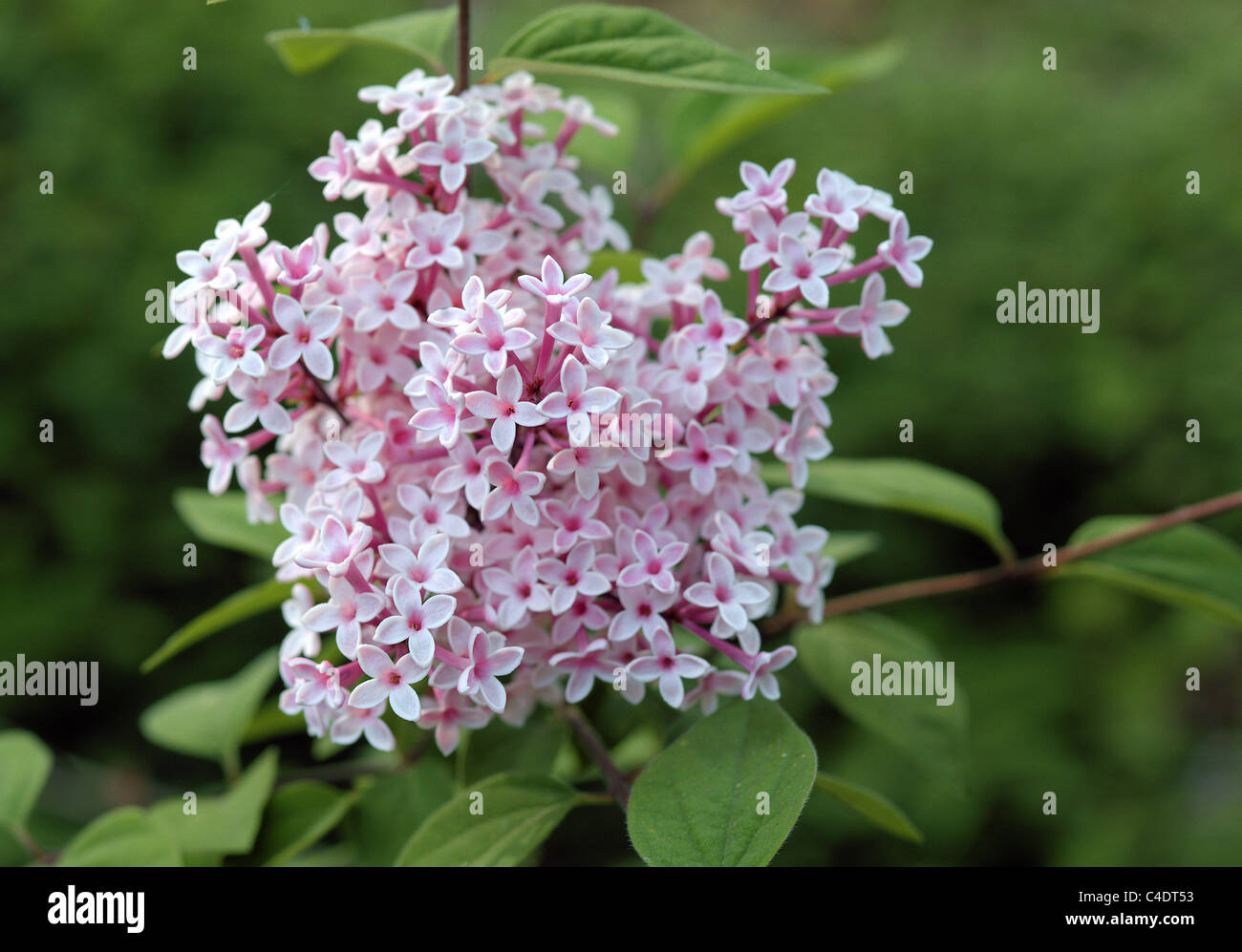 Lilac pink blossoms close up Syringa Stock Photo - Alamy