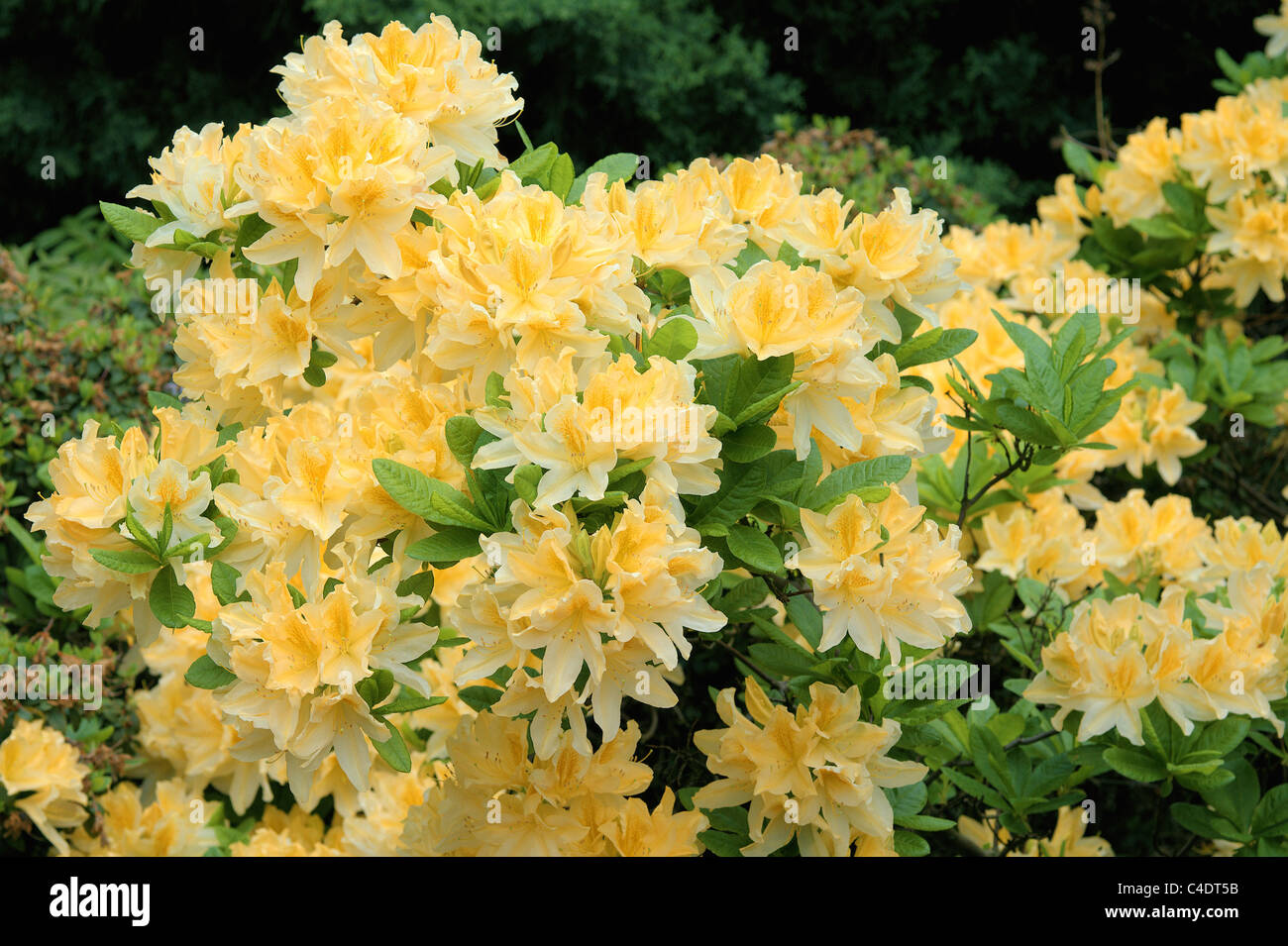Yellow rhododendron blossom Stock Photo - Alamy