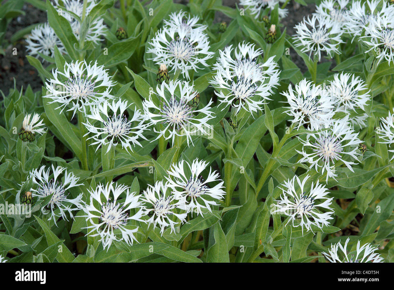 White cornflowers in full bloom Centaurea montana Stock Photo - Alamy