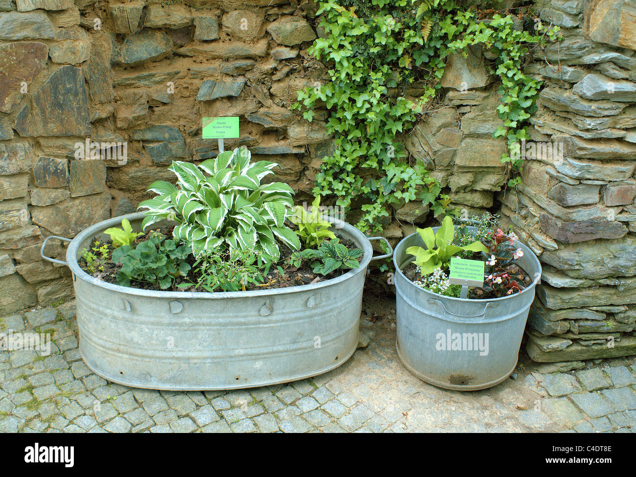 Plants in the old metal basins Stock Photo - Alamy