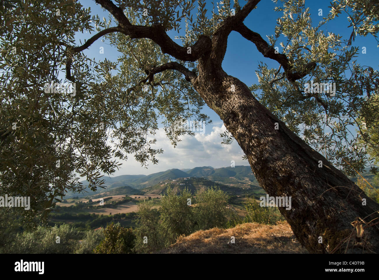 View beyond the tree hi-res stock photography and images - Alamy