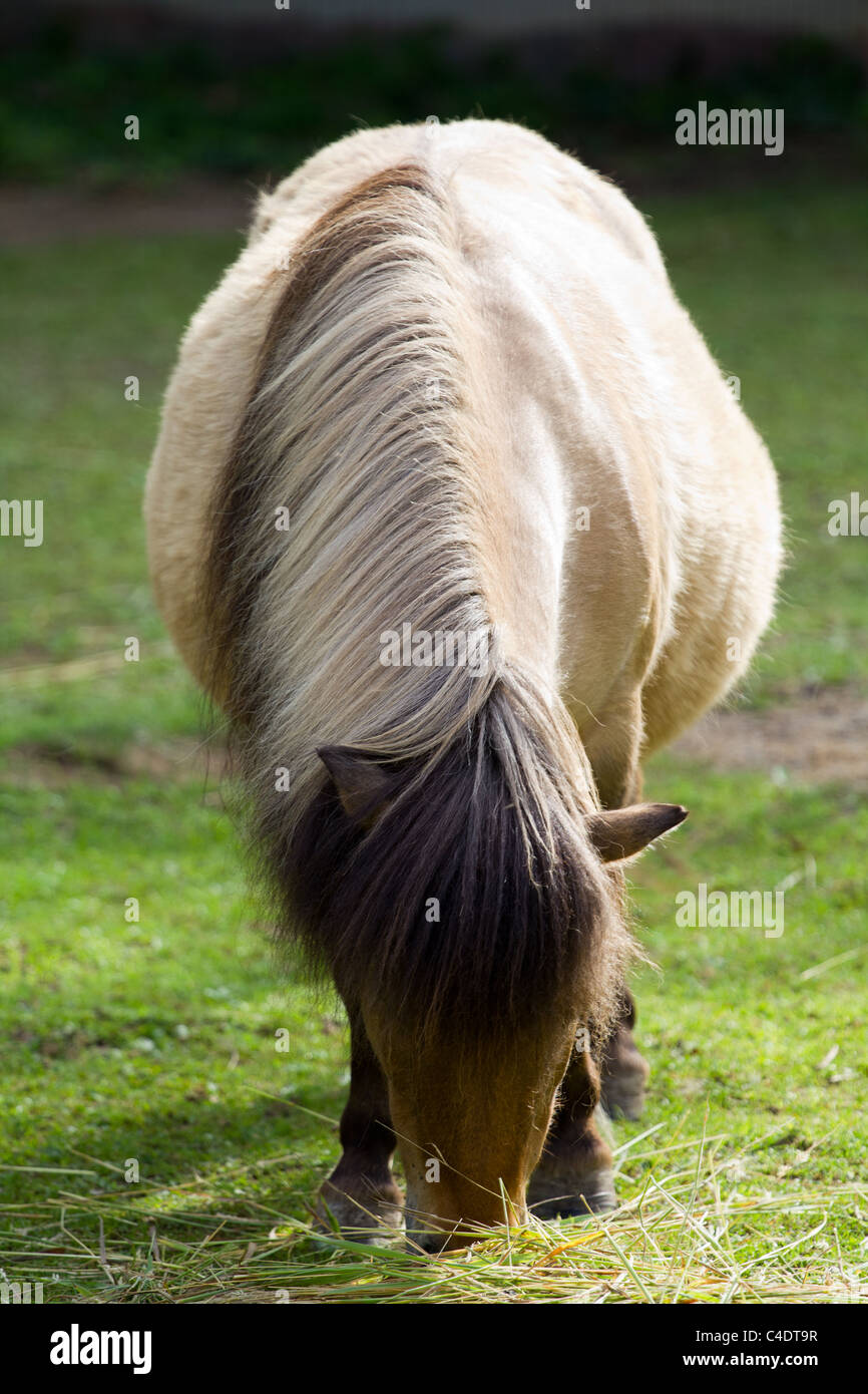 Young pony grazing hi-res stock photography and images - Alamy