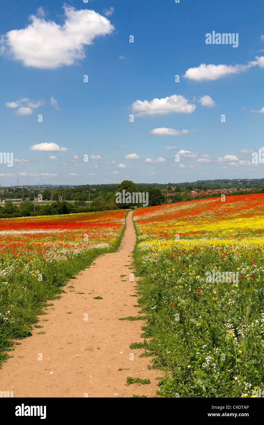 Colourful field of Rapeseed and Poppies Stock Photo - Alamy