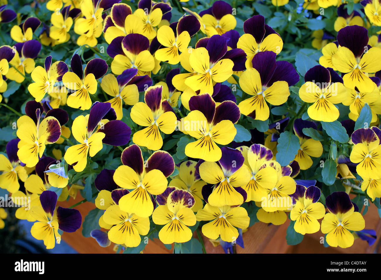 Yellow pansies pansy Viola tricolor Stock Photo - Alamy