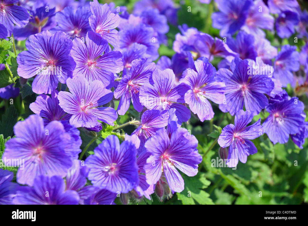 Blue geraniums growing in a cottage garden Stock Photo - Alamy