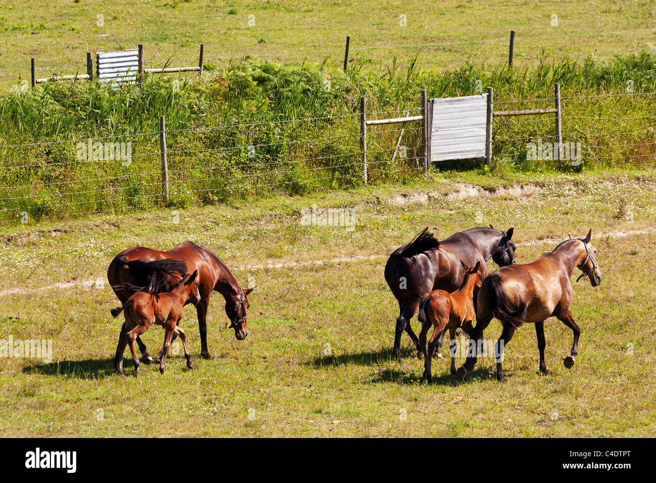 Wild horses running sunset hi-res stock photography and images - Alamy