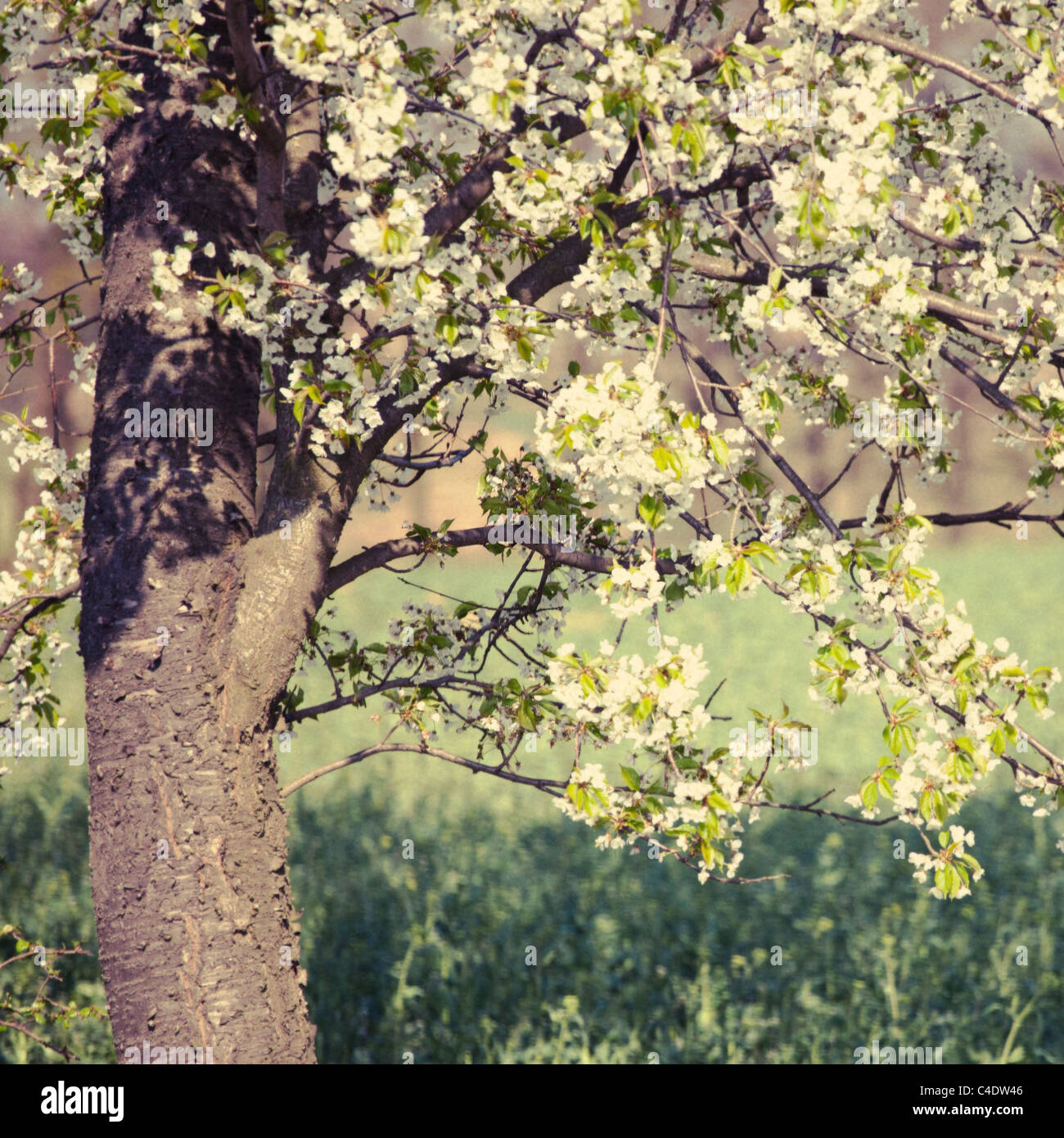 Cherry tree in full spring bloom Stock Photo - Alamy