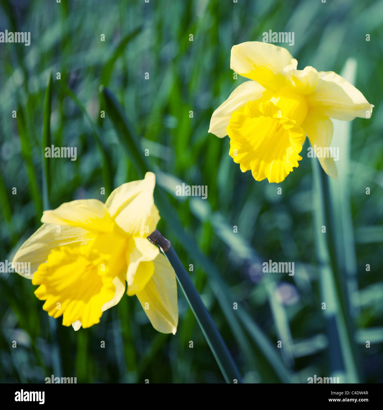 Two yellow daffodils in field Stock Photo - Alamy