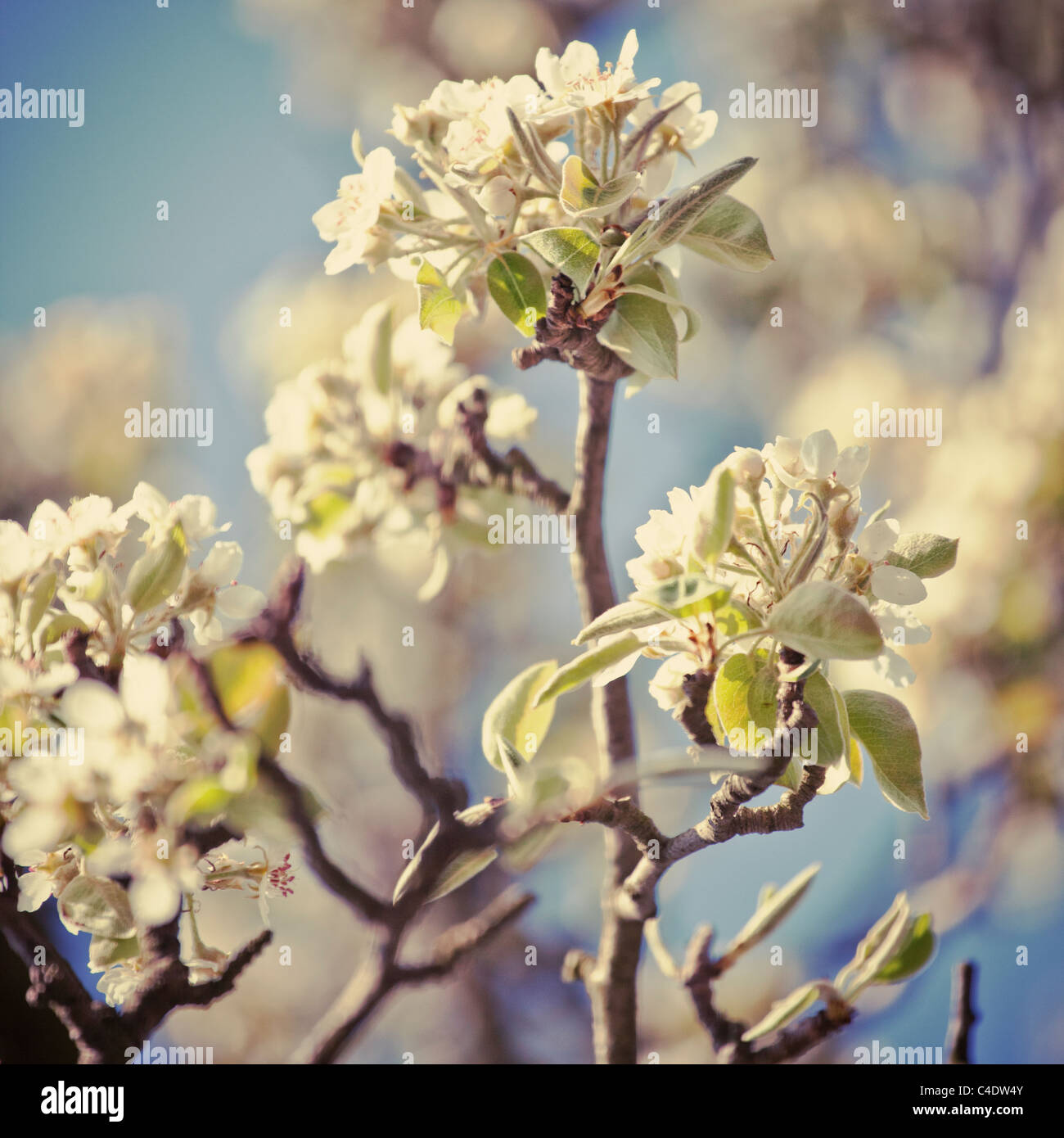 Blossoms sprout hi-res stock photography and images - Alamy