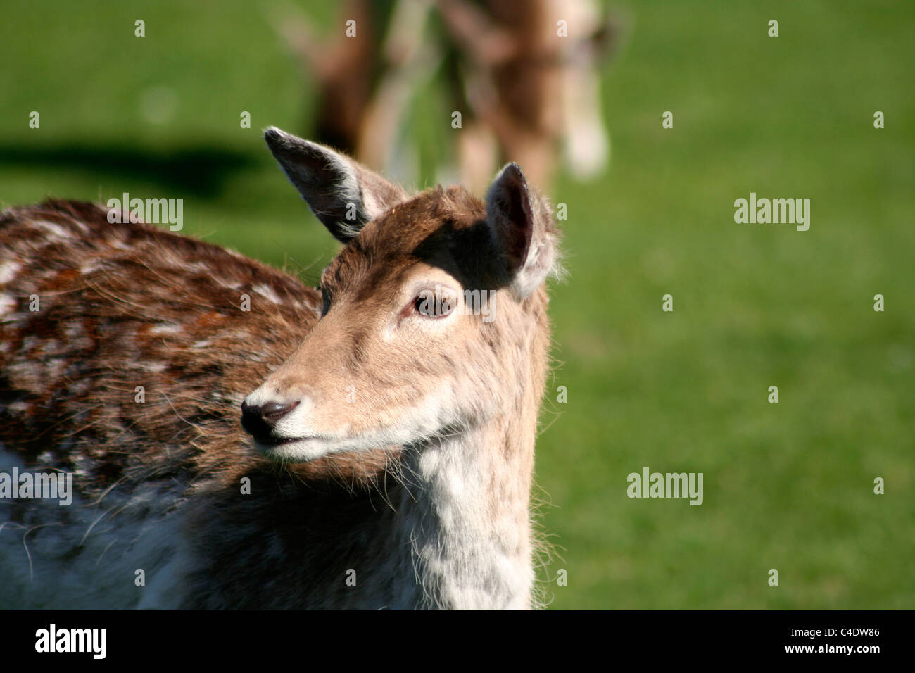 Fallow deer dama netherlands hi-res stock photography and images - Alamy