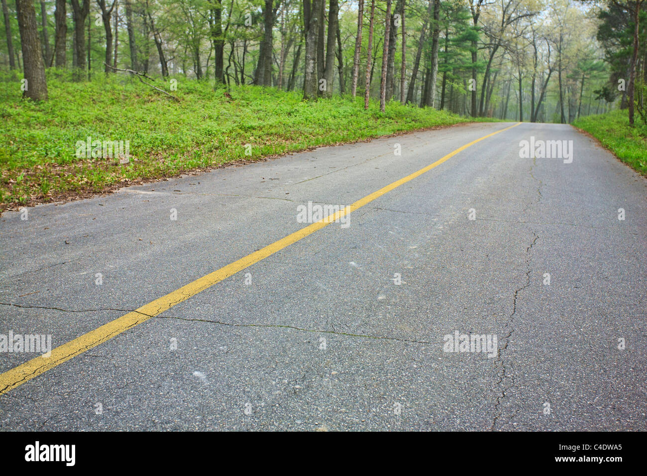Paved road in forest Stock Photo - Alamy