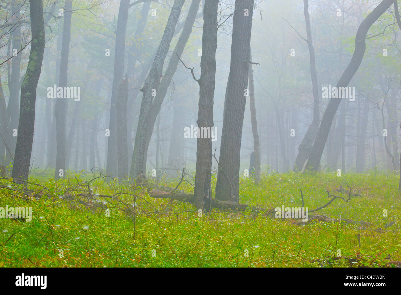 Morning mist, Lake Huron, Pinery Provincial Park, Ontario, Canada Stock ...