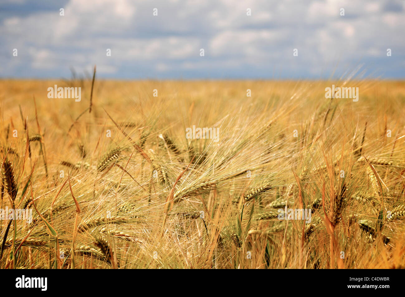 Barley in the field hi-res stock photography and images - Alamy