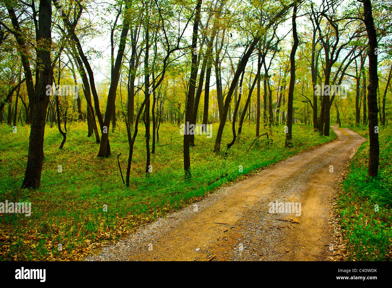 Dirt road in forest Stock Photo - Alamy