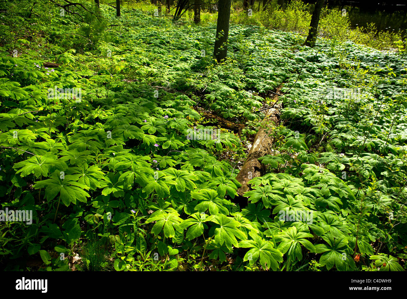Lake Huron, Pinery Provincial Park, Ontario, Canada ground cover Stock ...