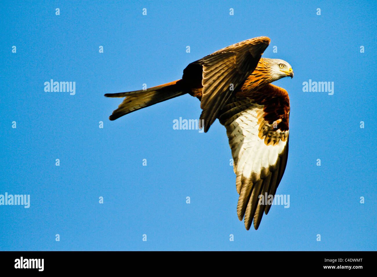 Red kite in flight, West Wales Stock Photo - Alamy