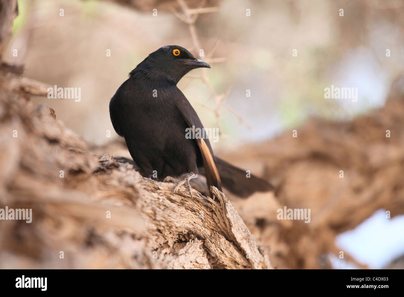 African Pale Winged Starling High Resolution Stock Photography and ...
