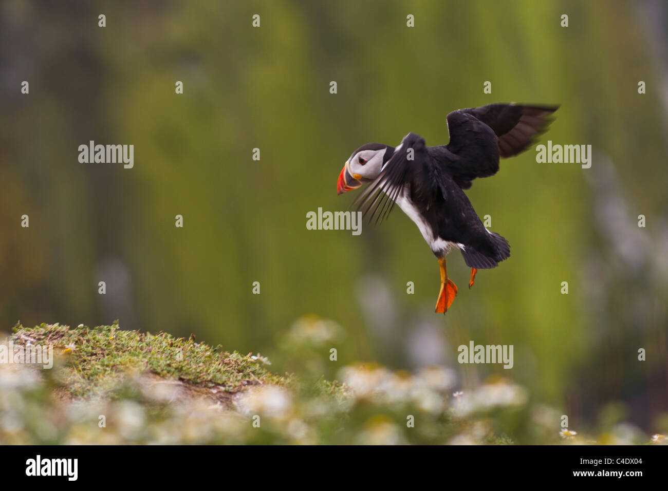 Puffin [fratercula arctica] [skomer hi-res stock photography and images ...