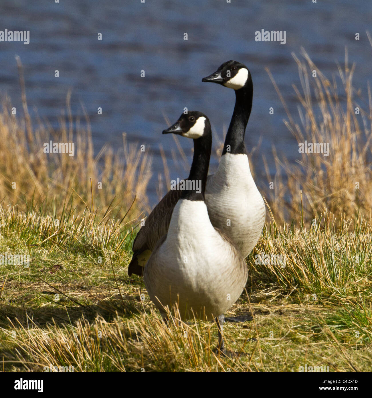 A pair of Canada Geese Stock Photo - Alamy