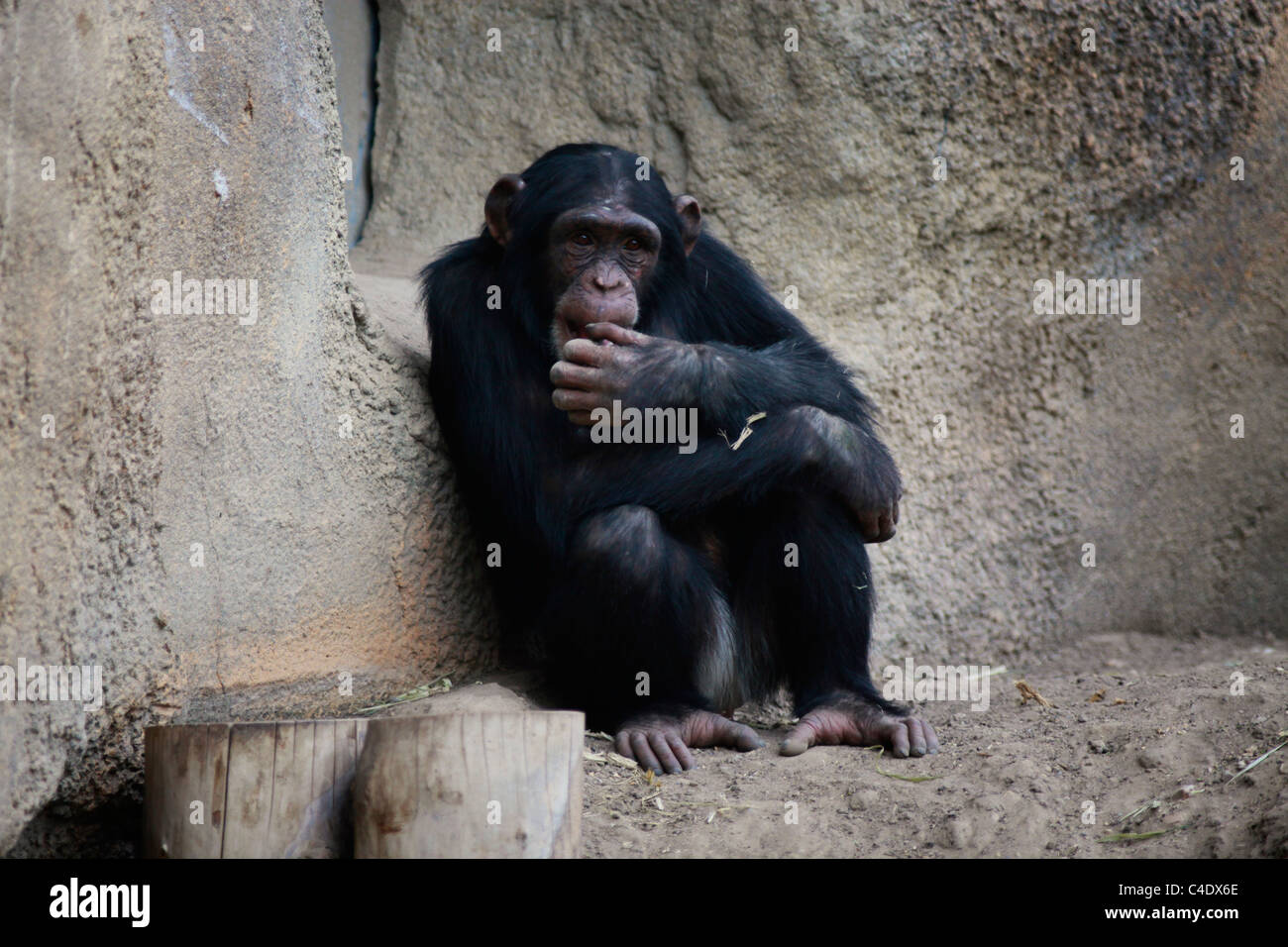 Adult Chimpanzee at the Leipzig Zoological Garden, or the Leipzig Zoo ...