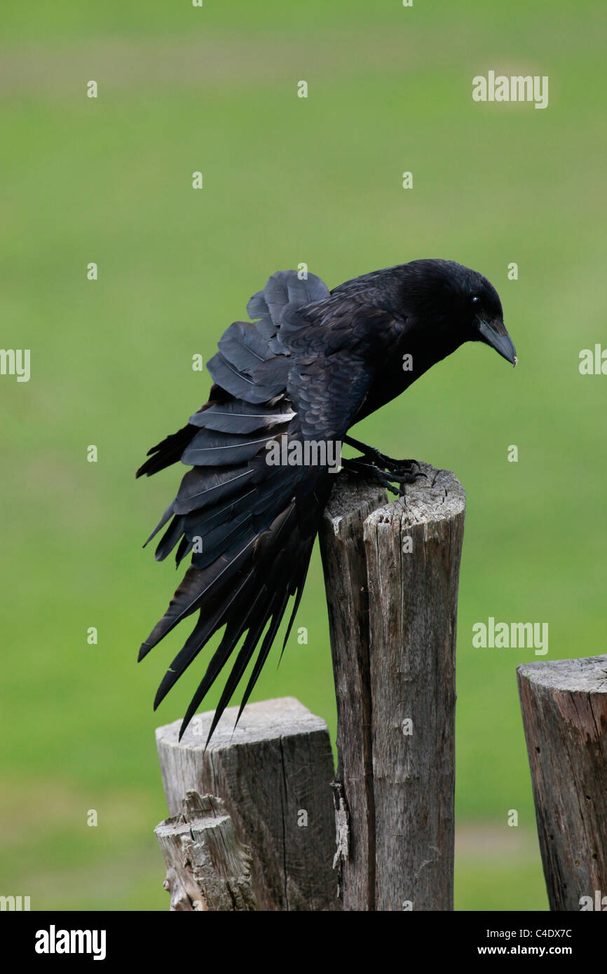 The Common Raven ( Corvus corax ) also known as the Northern Raven ...