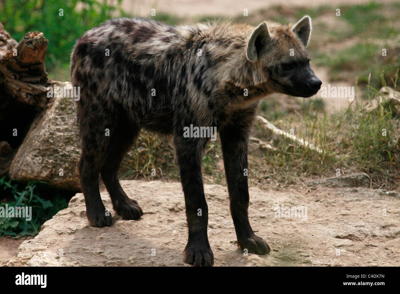 A spotted hyena ( Crocuta crocuta ) also known as laughing hyena ...