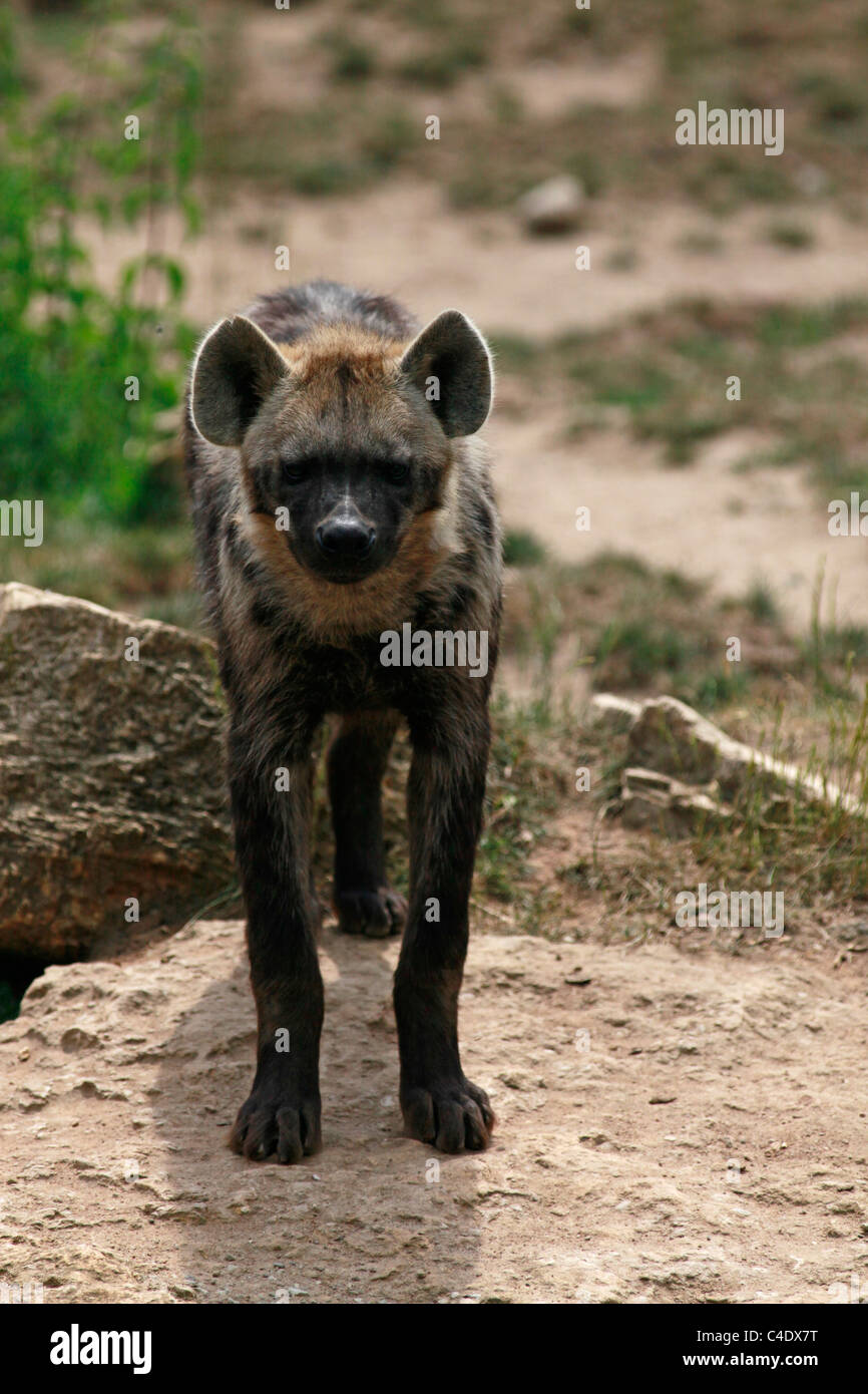 A spotted hyena ( Crocuta crocuta ) also known as laughing hyena, subfamily Hyaeninae Stock ...