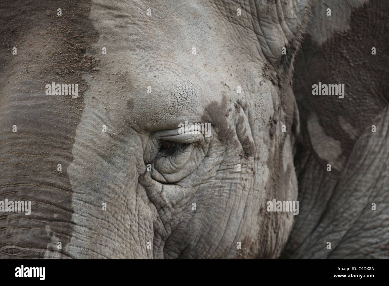 A detail of an elephant head Stock Photo - Alamy
