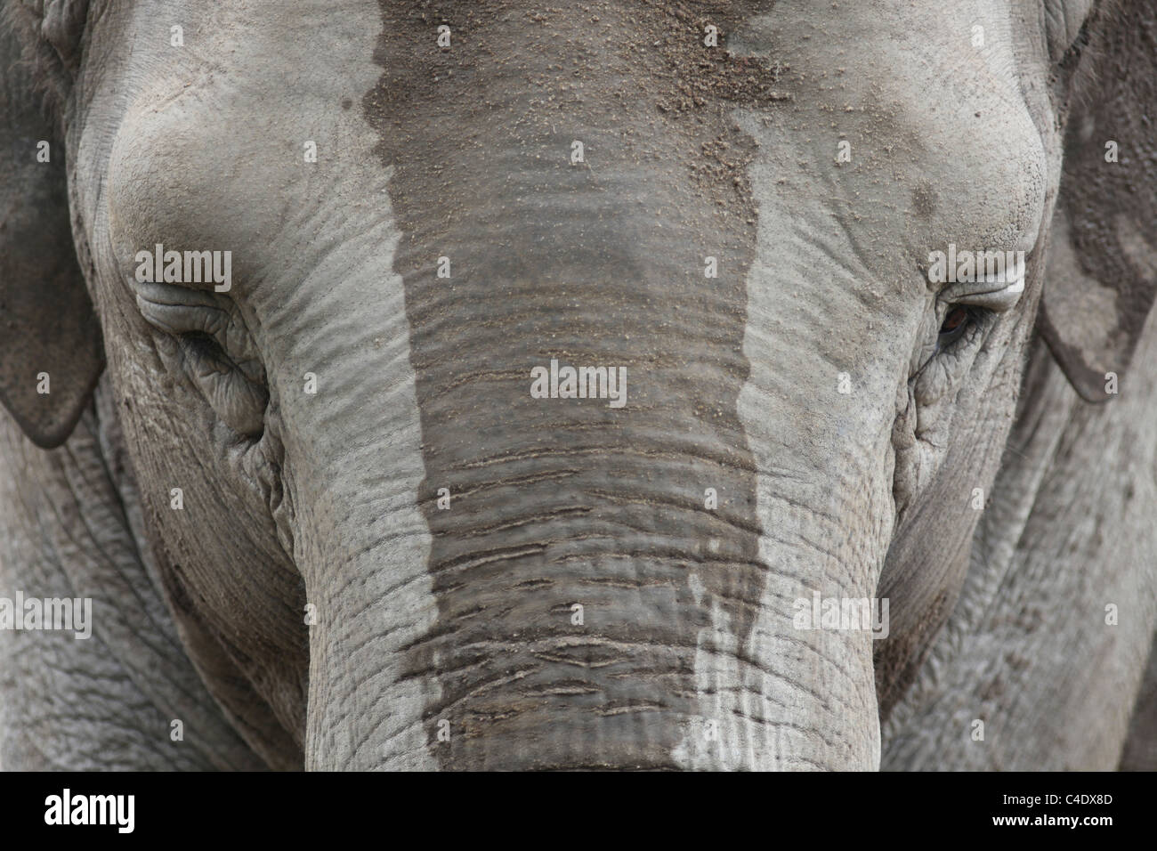 A detail of an elephant head Stock Photo - Alamy