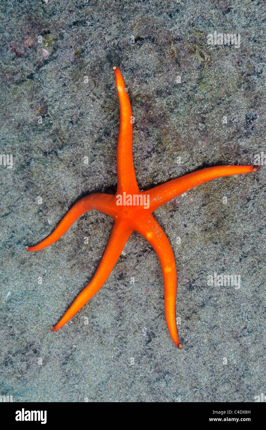 Red Starfish, Echinaster sepositus, on seabed Lanzarote Stock Photo - Alamy