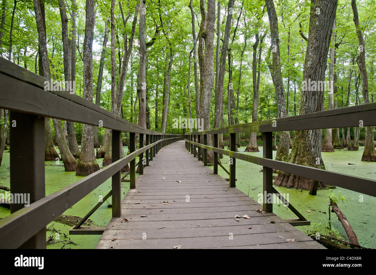 Wooden bridge leading across Cypress-Tupelo swamp on the Natchez Trace ...