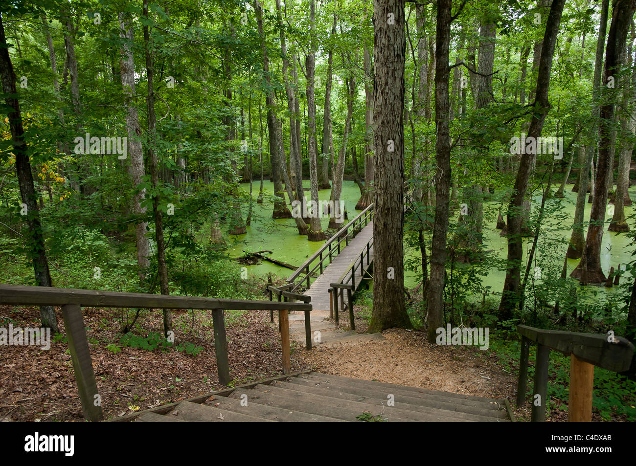 Wooden pathway and bridge leading into cypress tupelo swamp on the ...