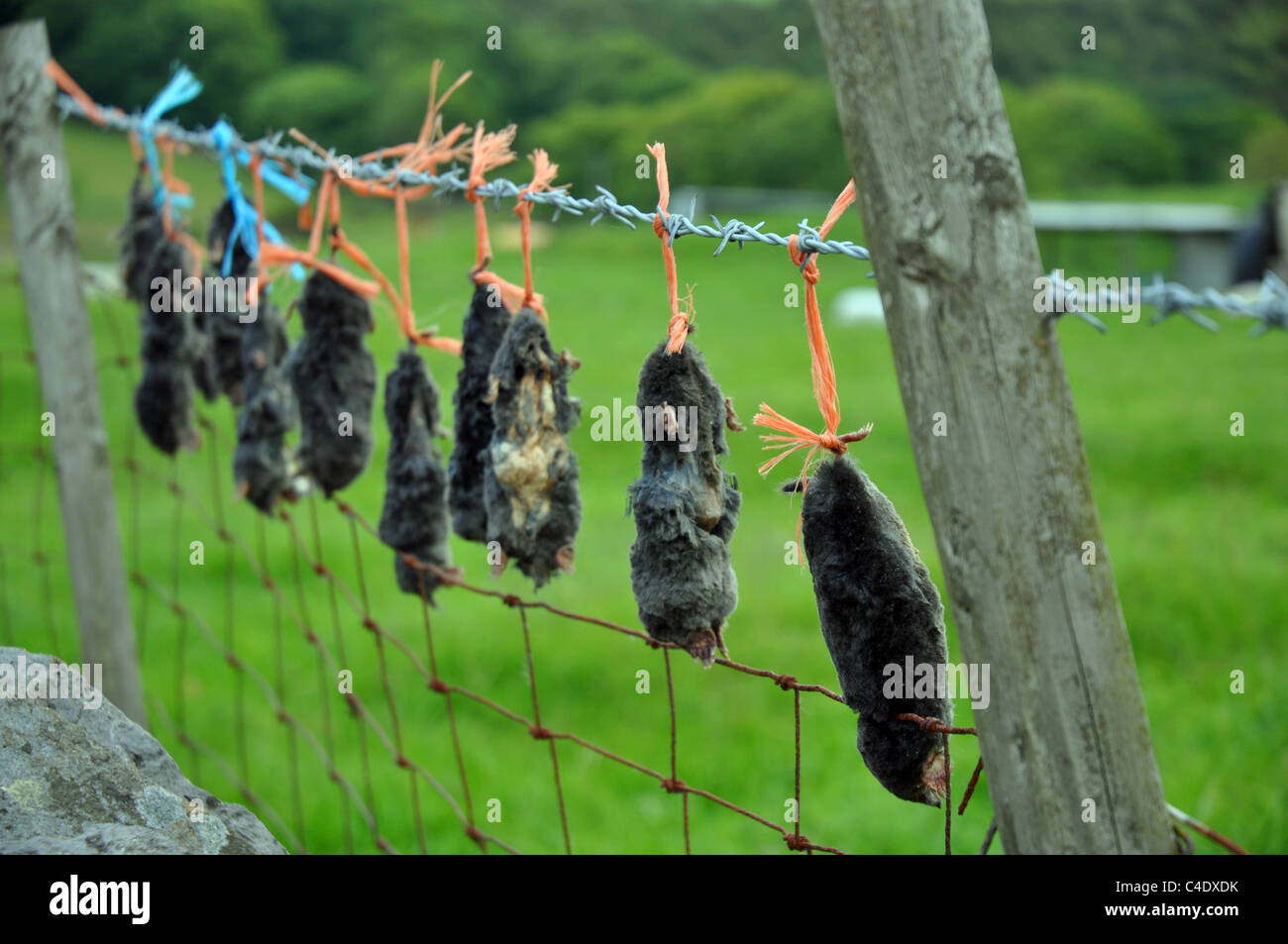 Derbyshire, England: dead moles displayed after being caught Stock ...