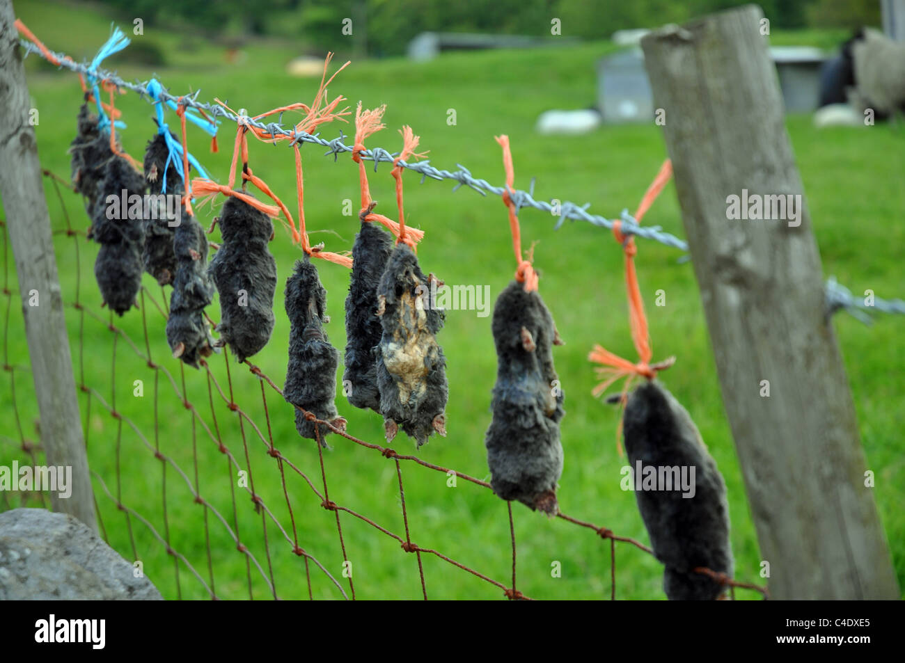 Derbyshire, England: dead moles displayed after being caught Stock ...