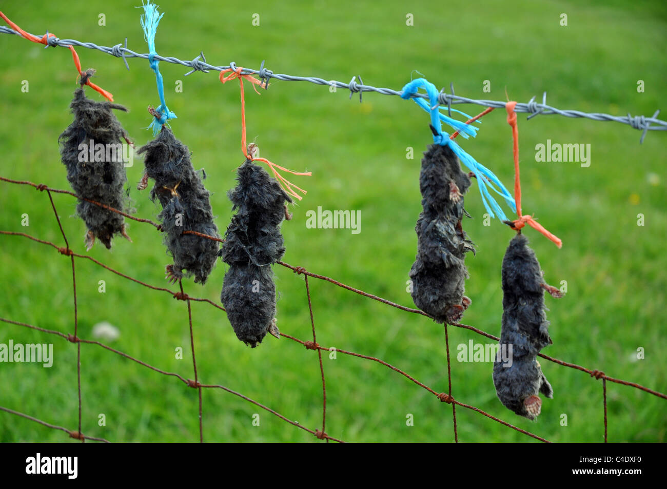 Derbyshire, England: dead moles displayed after being caught Stock ...