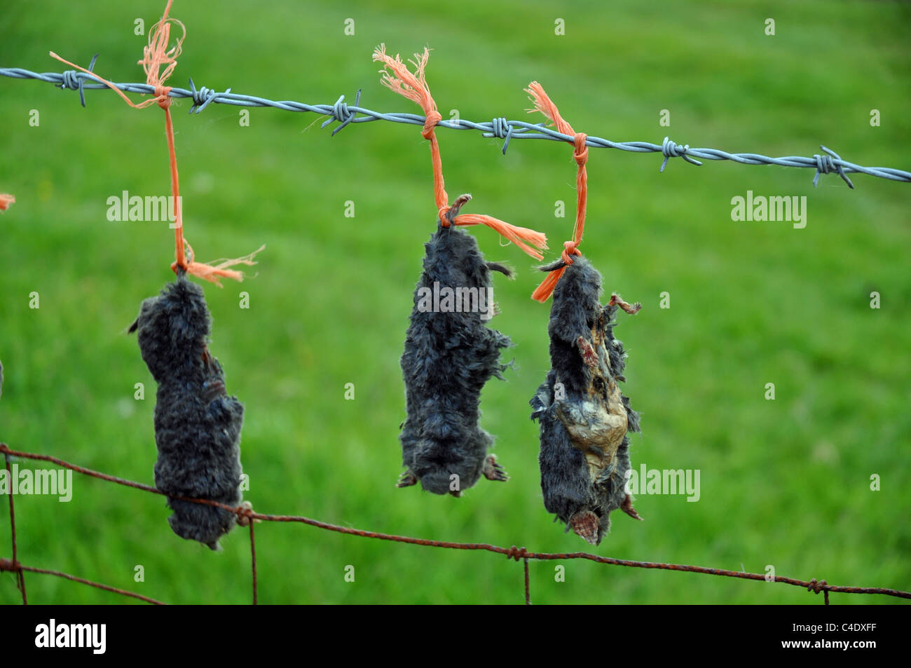 Derbyshire, England: dead moles displayed after being caught Stock ...