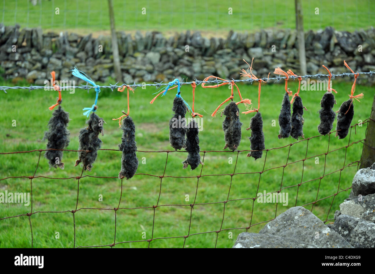 Derbyshire, England: dead moles displayed after being caught Stock ...