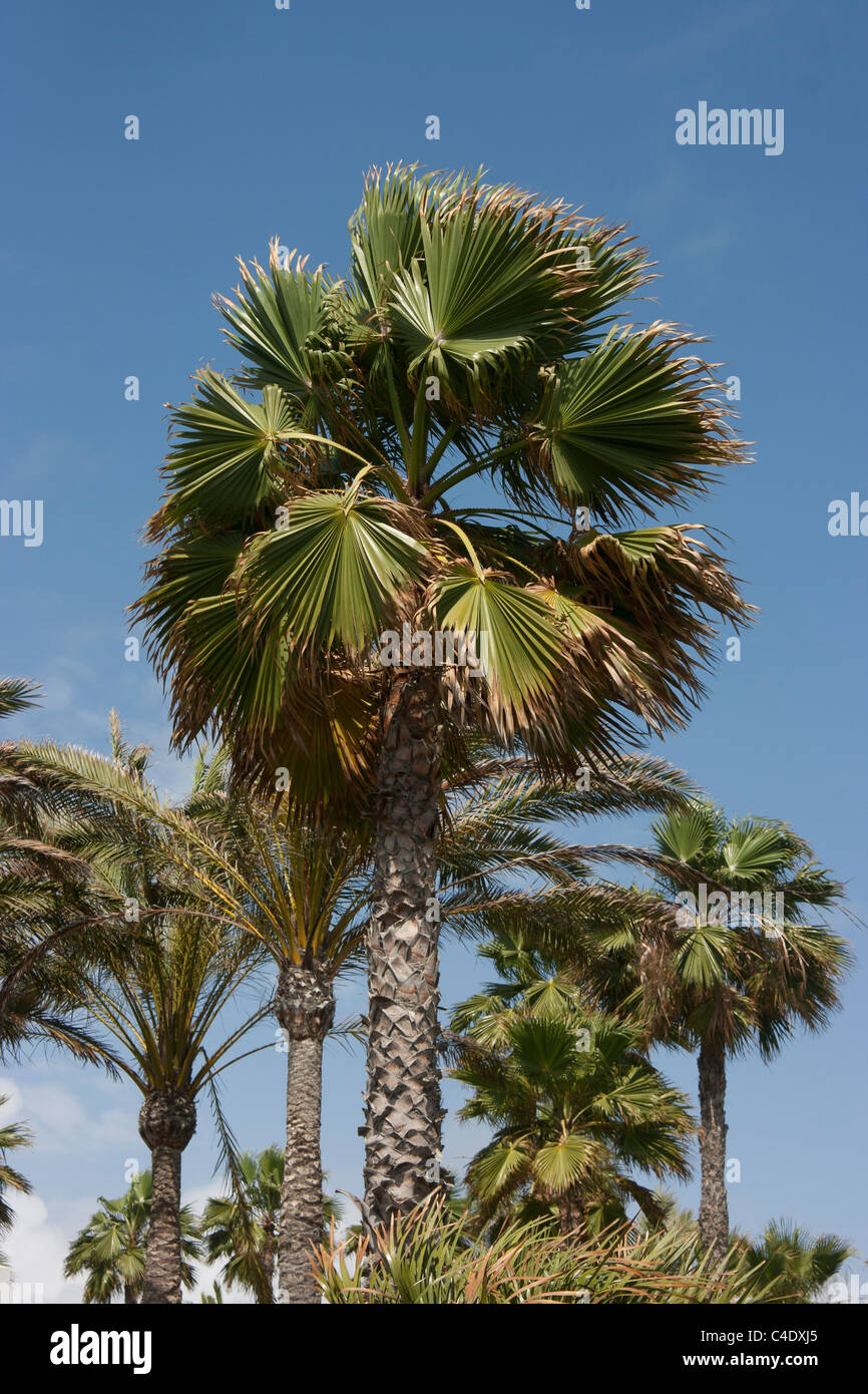 Palm trees in Gran Canaria Stock Photo - Alamy