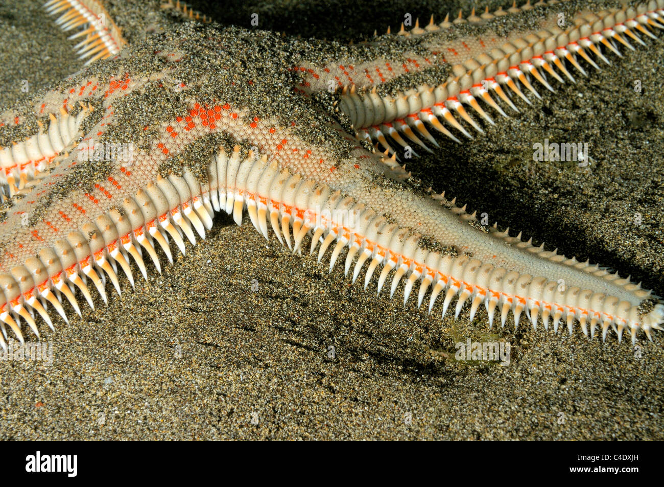 Starfish - red comb-star (Astropecten aranciacus), Lanzarote, "Canary ...