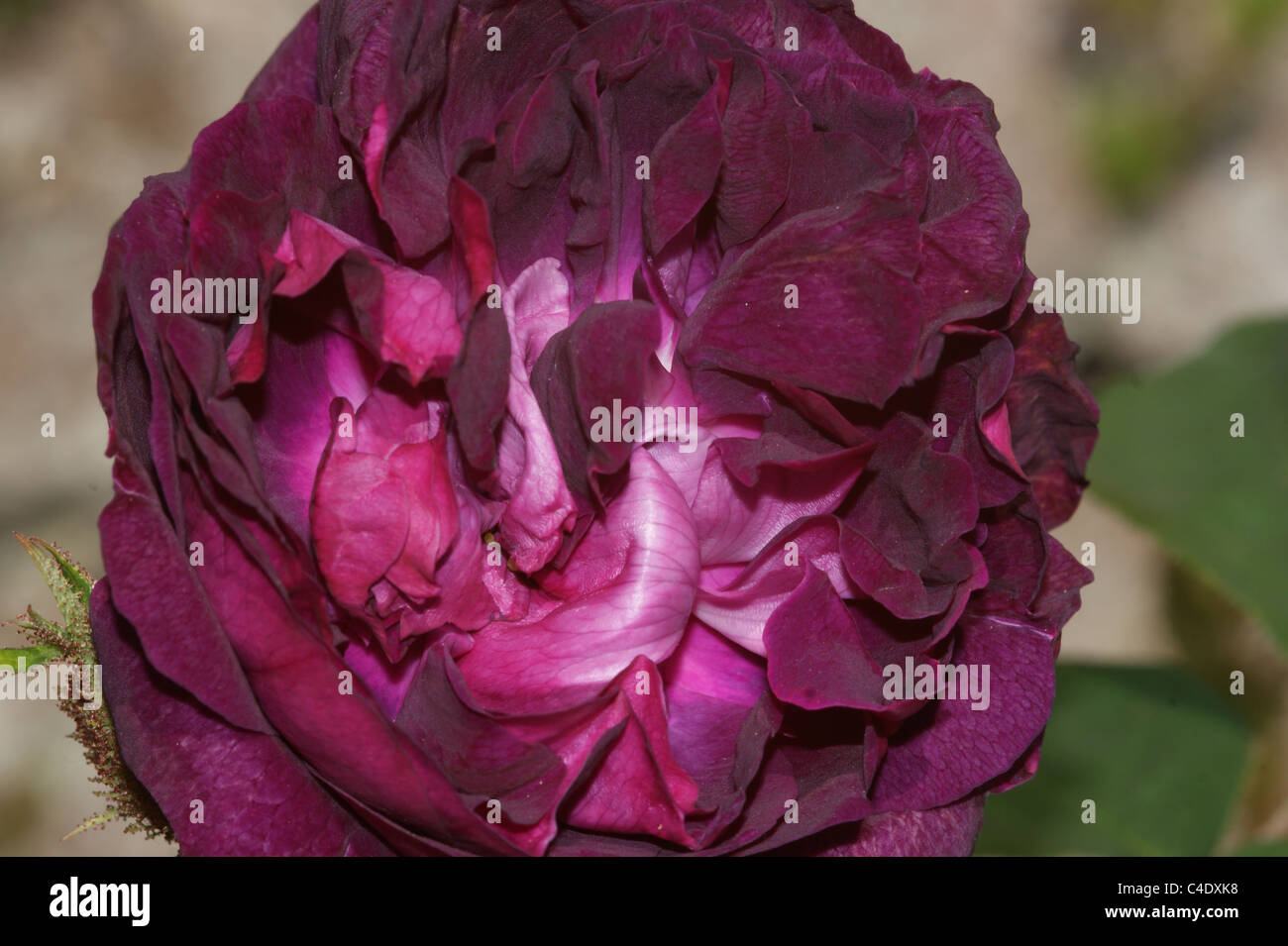 William lobb rose hi-res stock photography and images - Alamy