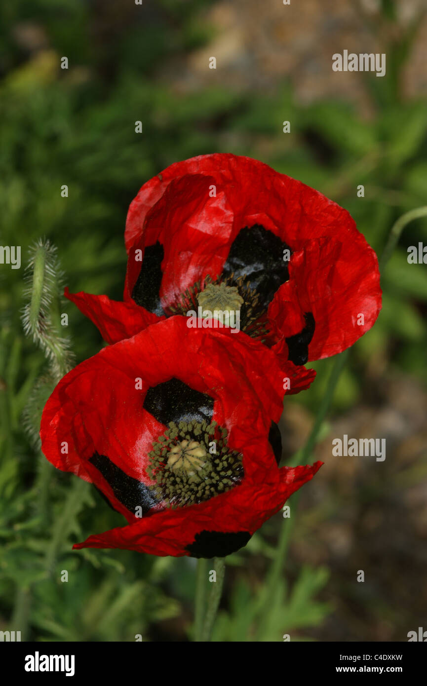 Annual poppy hi-res stock photography and images - Alamy