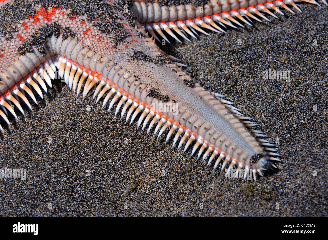 Starfish - red comb-star (Astropecten aranciacus) on seabed, Lanzarote ...