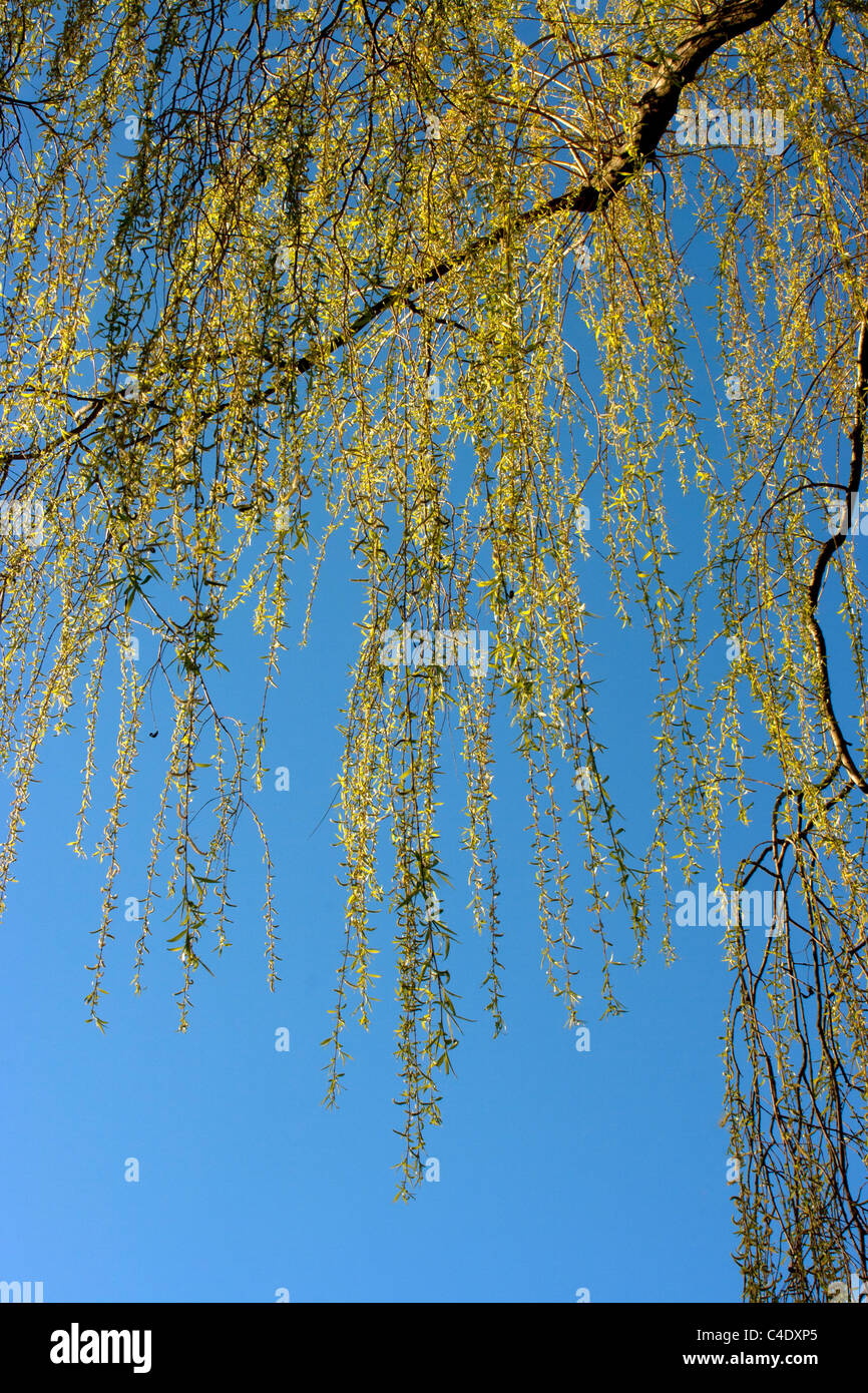 Weeping willow tree branch against blue sky Stock Photo - Alamy