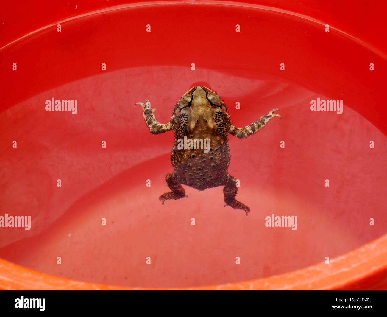 frog floating in a red water bucket Stock Photo - Alamy