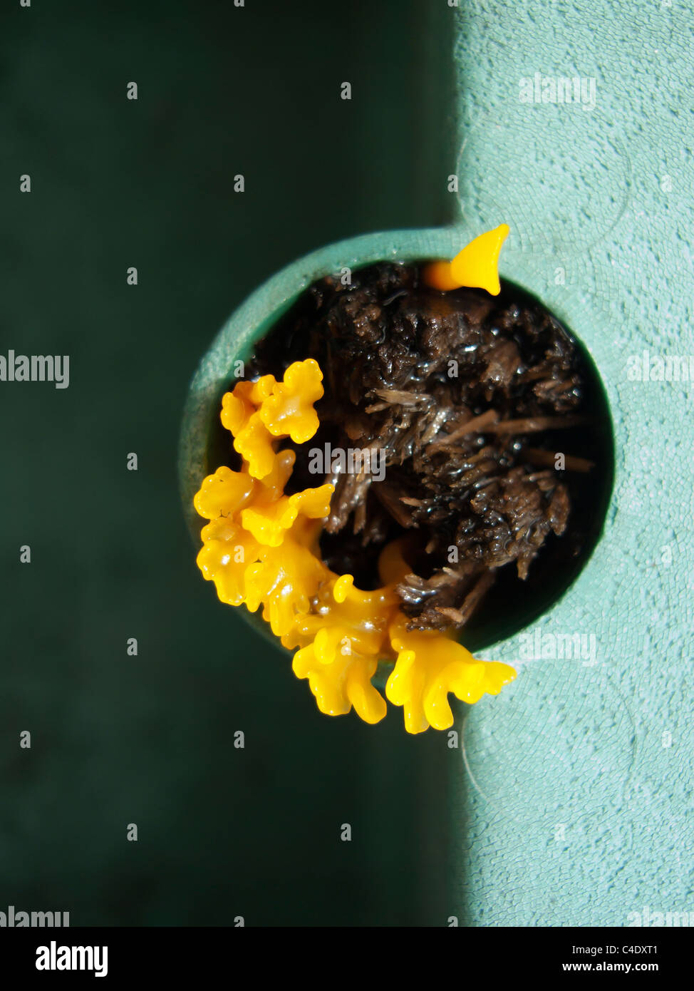 Colorful fungus hi-res stock photography and images - Alamy