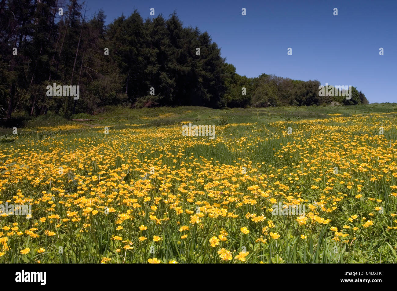 Welsh backgrounds hi-res stock photography and images - Alamy