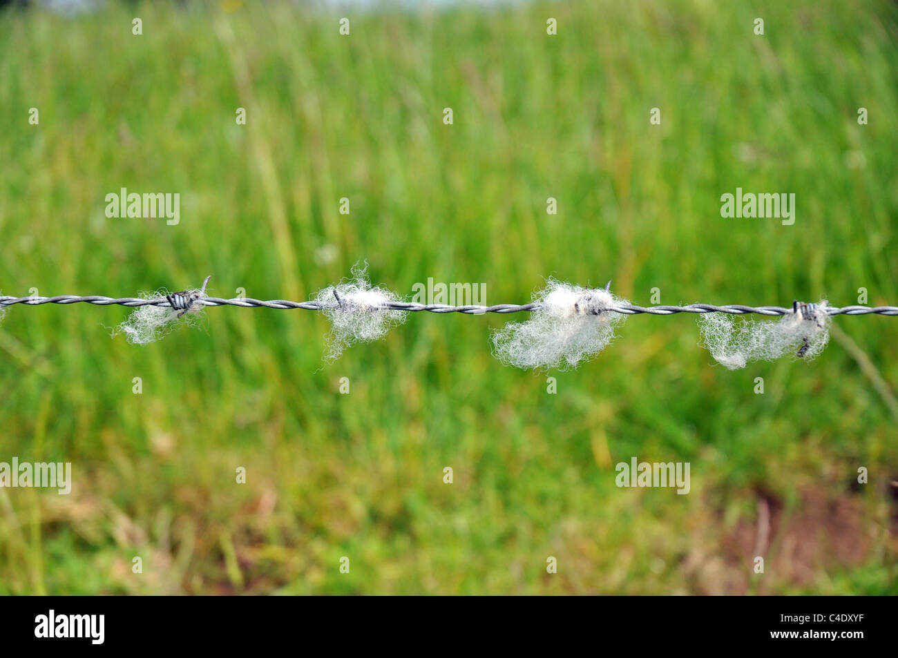 Derbyshire, England: strands of sheep wool on a barbed wire fence Stock ...