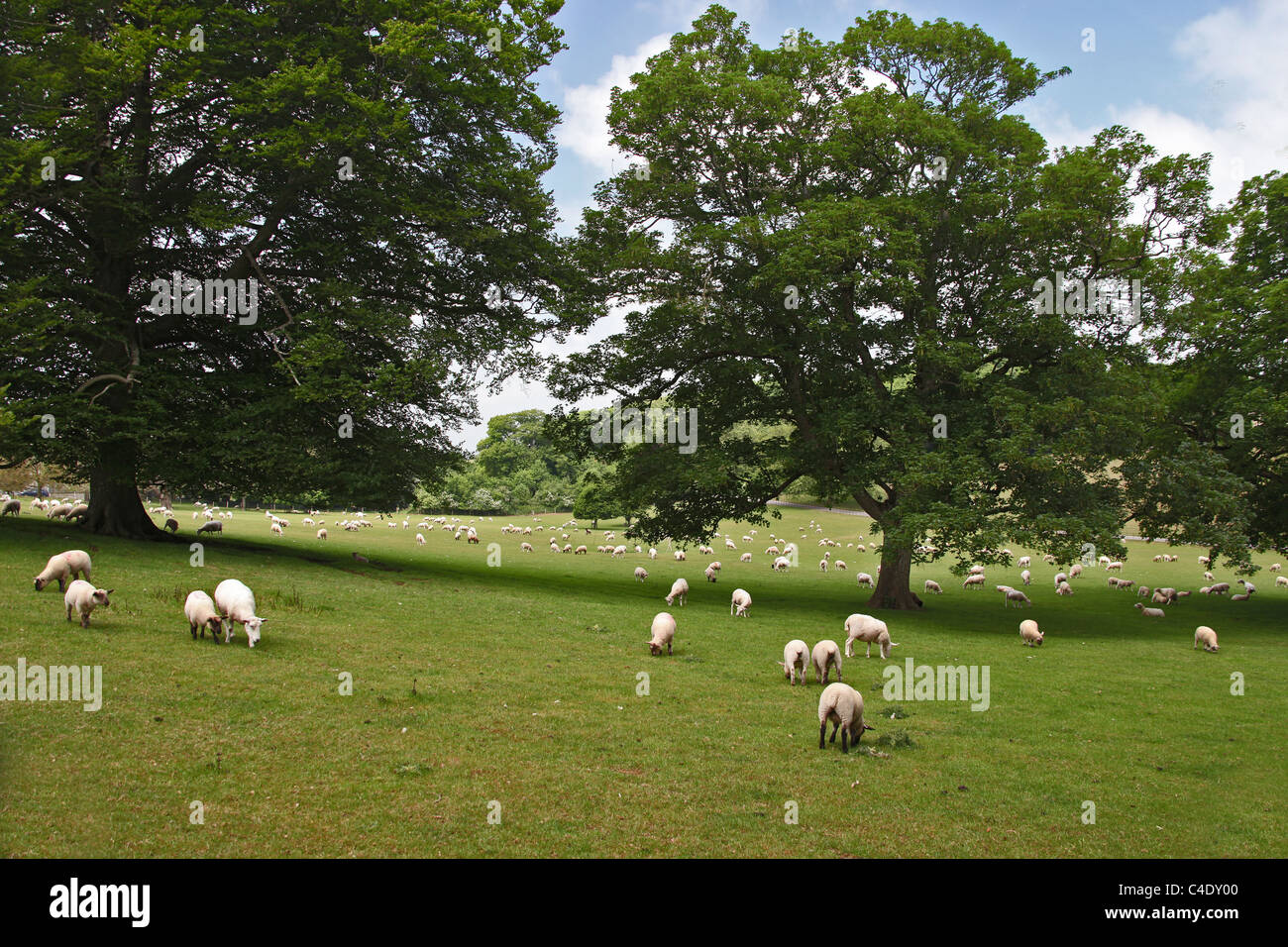 Sheep breeds hi-res stock photography and images - Alamy