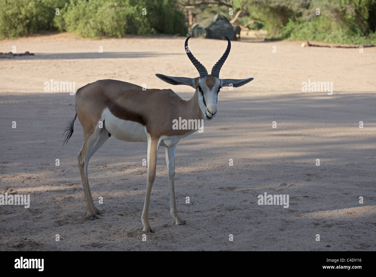 Lone Springbok (Antidorcas marsupialis) at a campsite in Namibia Stock ...